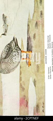 Alaskan, bird-life, as, depicted, by, many, writers, New York, National ...