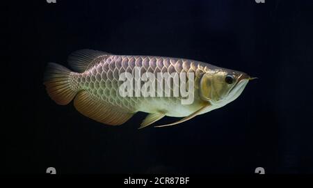 Golden arowana fish or dragon fish in fish tank isolated Stock Photo ...