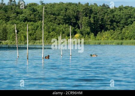 Mecklenburg Lake District, Havel, Obere-Havel-Wasserstraße, fish traps ...