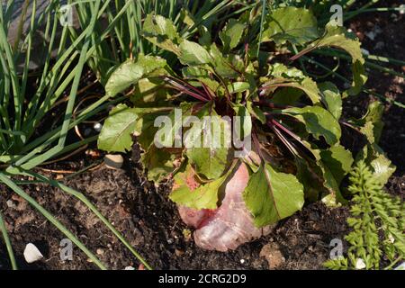 Beetroot with soil on the ground. Organic fresh Beetroot on earth Stock ...