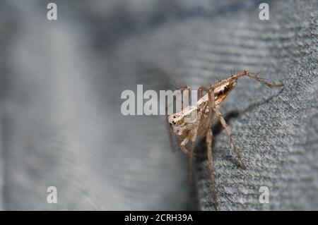 Jumping spider in a house. Cruz de Pajonales. Gran Canaria. Canary ...