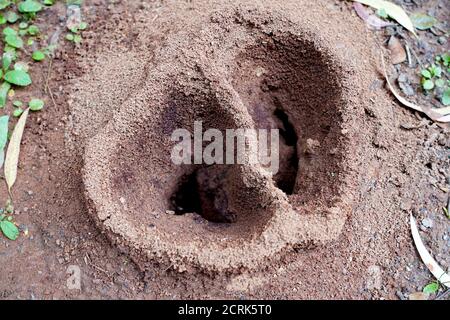 Ant Nests are the Physical spaces in which the ants live Stock Photo ...