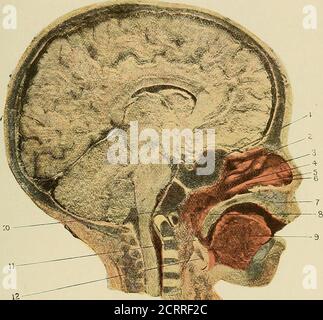 Throat muscles. Posterior view of the muscles of the pharynx (part of ...