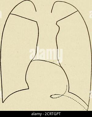 . The heart and the aorta; studies in clinical radiology . ase of ...
