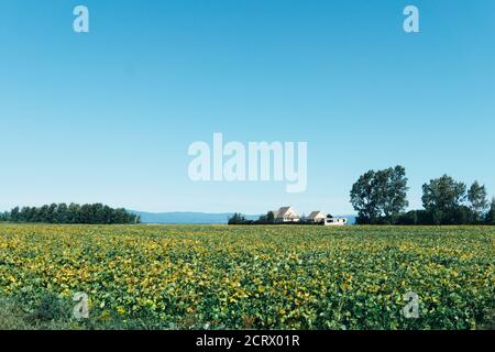 Rural farm house at the end of field at winter. Lahemaa national park ...