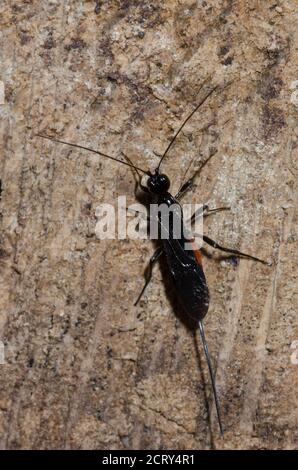 Braconid Wasp, Atanycolus sp., female Stock Photo - Alamy