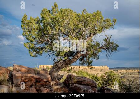 One-seed juniper, (Juniperous monosperma), Ojito Wildernses, New Mexico ...