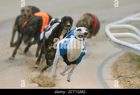 Greyhound racing at Towcester. Copyright Photo © Mark Pain 9th June ...
