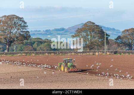 West Kilbride, Scotland, UK. 20th September 2020. A farmer ploughs a ...
