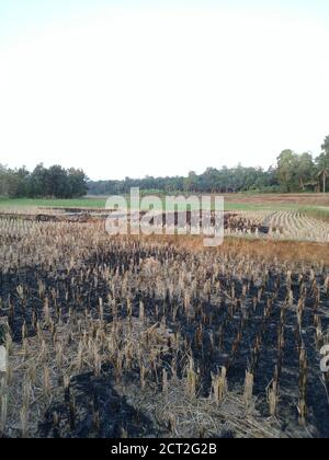 High angle shot of a field after harvest Stock Photo - Alamy