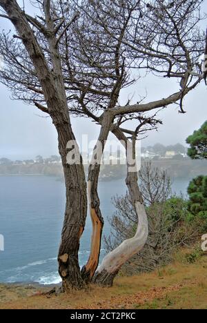 scenic autumn landscape view of mendocino california usa and eucalyctus ...