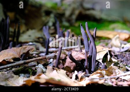 Black finger like fungus (Geoglossum difforme?) poking through the ...