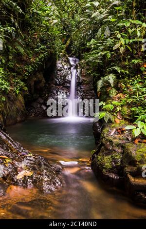 Choco Rainforest landscape, Ecuador. This area of jungle is the Mashpi ...