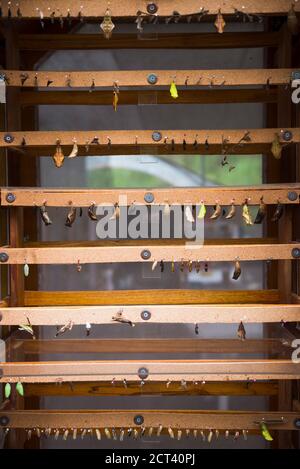 Tropical butterfly pupae in butterfly house. Attached to bamboo canes ...