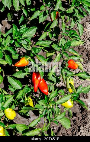 Garden beds with ripening sweet green pepper, organic pepper bush Stock ...