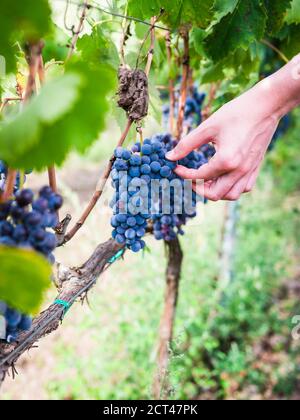 Farming on a volcano. Crops growing in soil on the flanks of a volcano ...