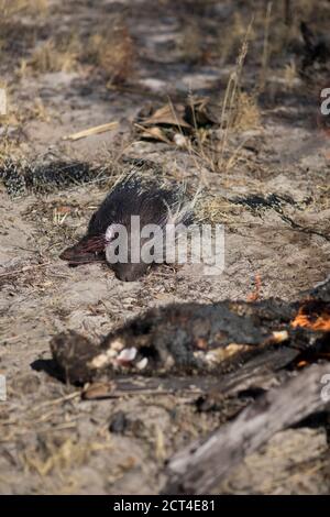 A successful porcupine hunt in Tsumkwe, Namibia Stock Photo - Alamy