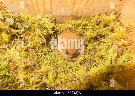 Common Dormouse (Muscardinus avellanarius) natural nest in Hazel ...