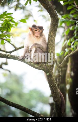 Monkey, Munnar, Western Ghats Mountains, Kerala, India Stock Photo - Alamy