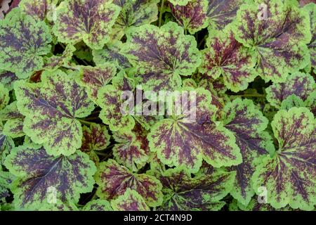 Heucherella 'Solar Power' Stock Photo - Alamy
