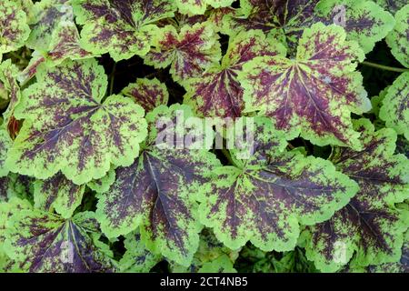 Heucherella 'Solar Power' Leaves Foliage Stock Photo - Alamy