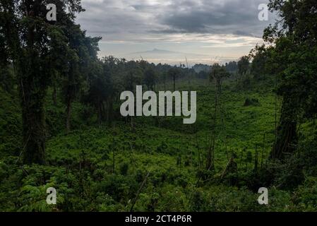 Bamboo Forest in Aberdare National Park, Kenya Stock Photo - Alamy