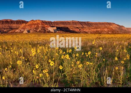 Sunflowers at Fiftymile Bench, Straight Cliffs in distance, Grand ...
