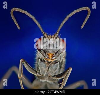Spider-hunting Wasp (Anoplius sp.) dragging a Wolf Spider to her burrow ...