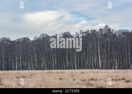 Birch Tree woodland in Richmond Park, London, England Stock Photo - Alamy