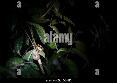 Goodman's mouse lemur (Microcebus lehilahytsara) from Andasibe NP ...