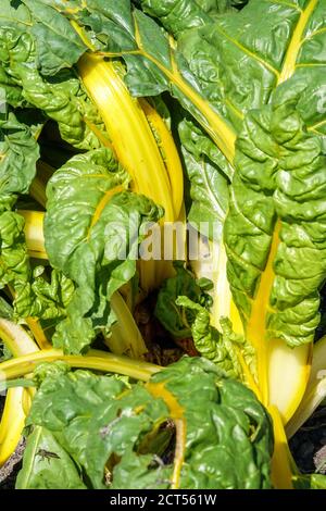 Swiss chard, Bright Lights, leaf crop, growing in a vegetable bed Stock ...