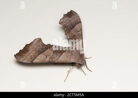Marumba Hawk Moth, Marumba dyas, Satara, Maharashtra, India Stock Photo ...