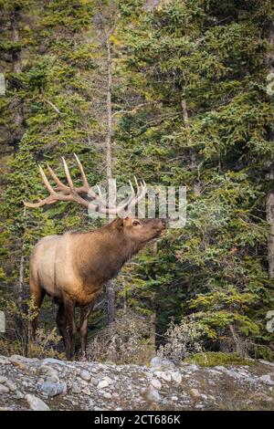 Closeup of a resting elk, an animal, and picturesque nature scenery ...