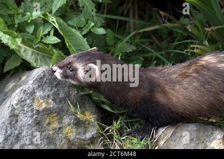 European Polecat, Mustela putorius, Iltis, Waldiltis, Europe, Germany ...