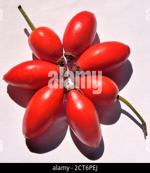 ROSE HIPS, FRUIT OF THE ROSE PLANT, SOURCE OF VITAMIN C Stock Photo - Alamy
