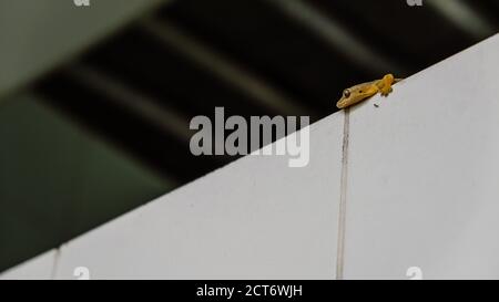 Common House Geckos on house wall, Rajasthan, India / (Hemidactylus ...