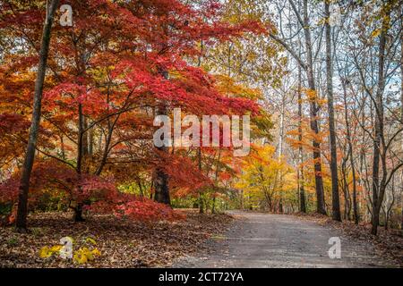 Uphill dirt road with fallen leaves on the ground in a forest in autumn ...
