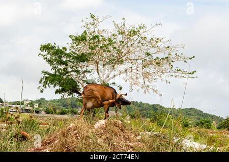 Goat scratching its head with branch Stock Photo - Alamy