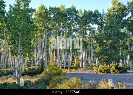 Quaking Aspens 'Pando Clone', also known as Trembling Giant, Clonal ...