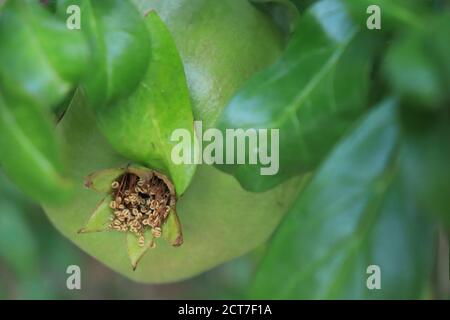 a closeup shot of pomegranate (Dalim) fruit isolated on tree blurred ...