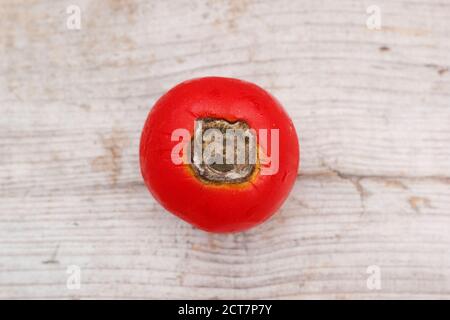 Top view of blossom end rot disease on tomato. Isolated unripe roadster ...