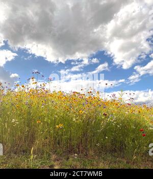 BRITISH WILDFLOWER MEADOW. Photo: Tony Gale Stock Photo - Alamy