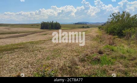 Soybean production fields in fallow covered by forage. Crop rotation ...
