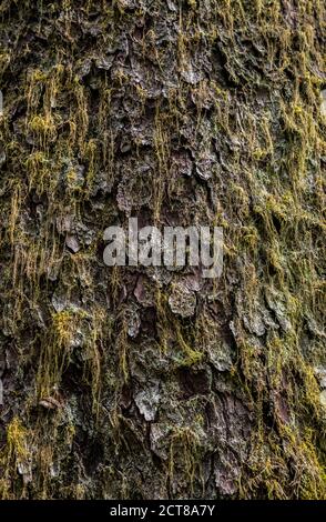 Close-up of Sitka Spruce tree bark in the Queen Elizabeth Forest Park ...