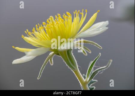 Stickleaf, (Mentzelia multiflora), Sevilleta National Wildlife Refuge ...