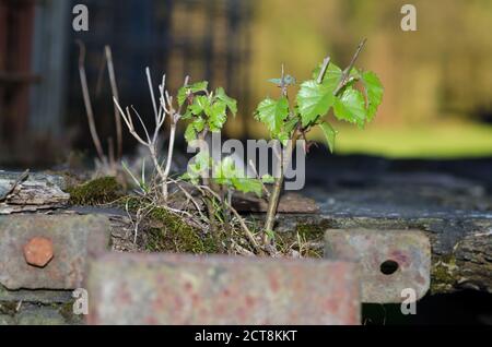 Small Tree Growing on a Rusty Metal Structure Stock Photo - Alamy
