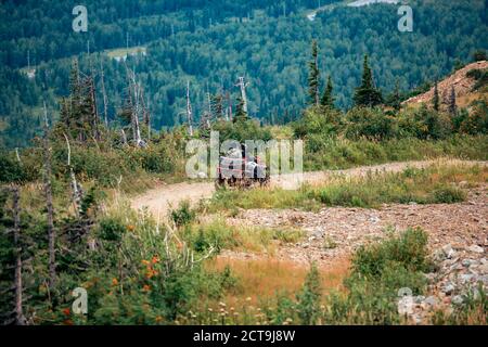 ATV rider rides through forest off-road in summer Stock Photo - Alamy