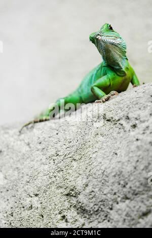 green lizard on the rock Stock Photo - Alamy