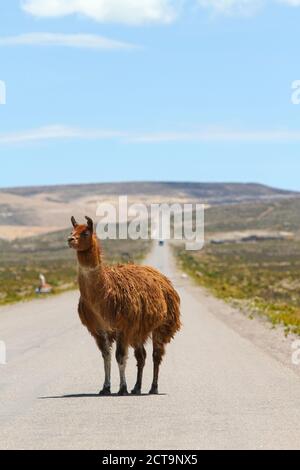 Peru, Andes, free-ranging llama (Lama glama) walking on country road ...
