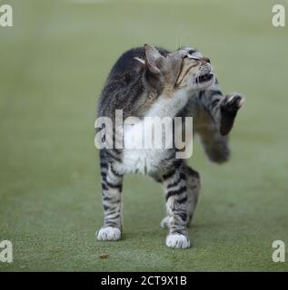 Close up of one kitty cat with red bow and bell looking straight Stock ...